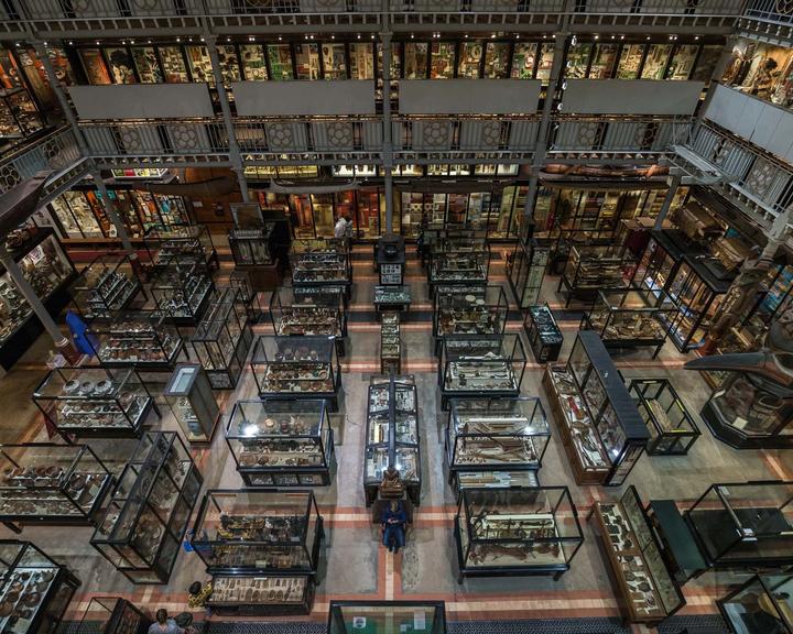 Rethinking Relationships | Pitt Rivers Museum